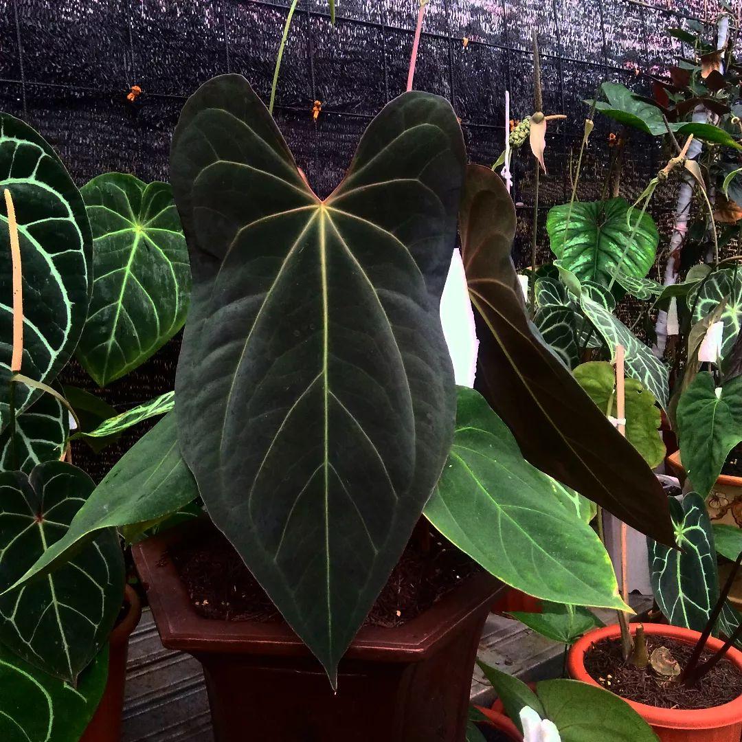 Anthurium Papillilaminum | PLNT